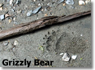 Alaska Animal Tracks