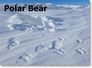 Alaska Animal Tracks