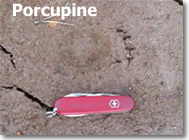 Alaska Animal Tracks