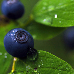 Berry Picking in Alaska Berrypicking Blueberries Blueberry