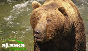 Alaska Bear and bears guide. Grizzly Bear/Brown Bear Polar