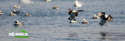 Alaska Ducks and Alaska Duck guide and information