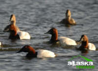 Alaska Ducks and Alaska Duck guide and information