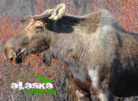 Alaska Moose Guide to the Moose of Alaska