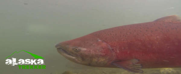 Sea Creatures of Alaska | Octopus Ling Cod Crab Halibut